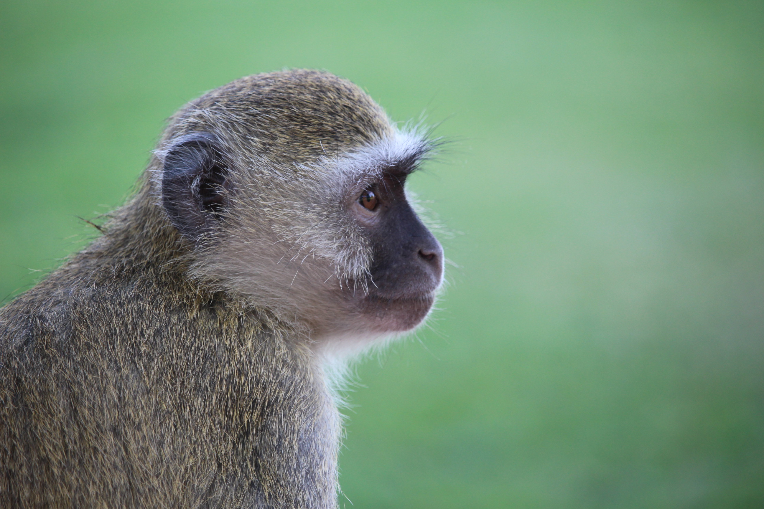 Hey, hey we’re the Monkeys | Traverse: a travel diary